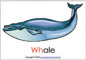 100 Consonant Digraph Flashcards | Beginning Blend Flash Cards for ...